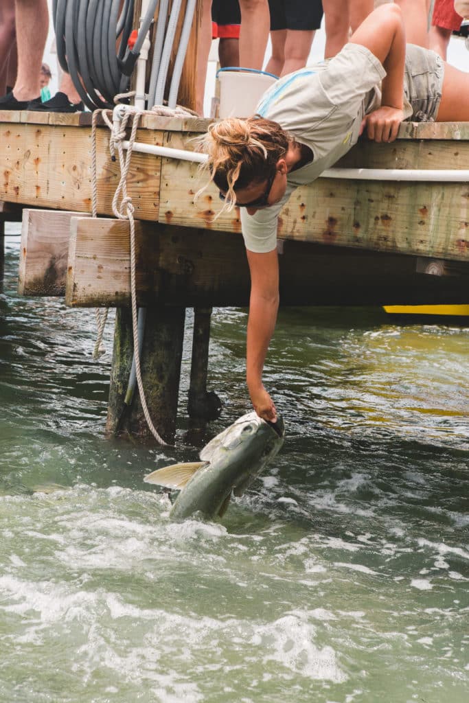 Feeding Tarpon at Robbie's - Robbie's of Islamorada