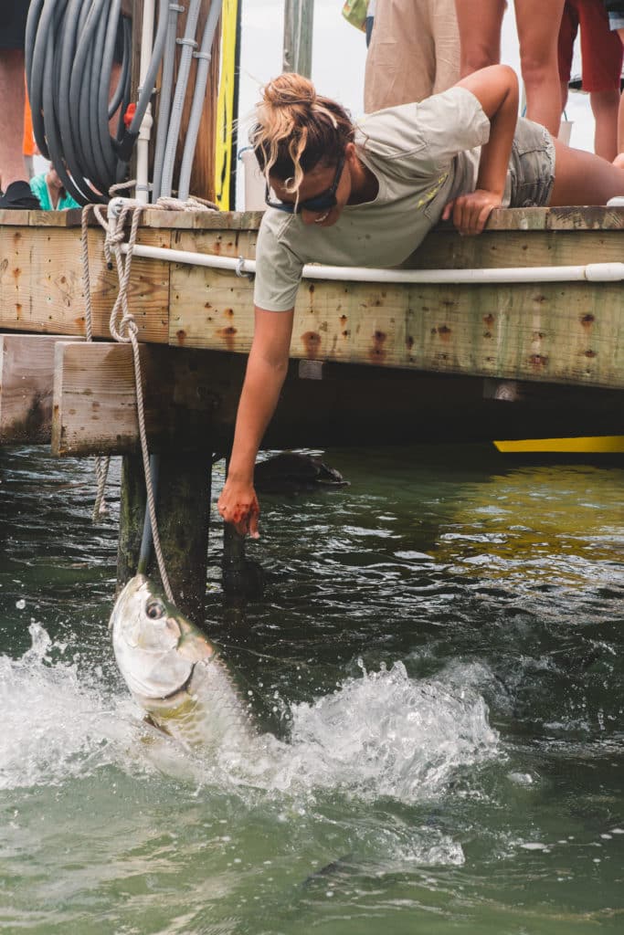 Feeding Tarpon at Robbie's - Robbie's of Islamorada