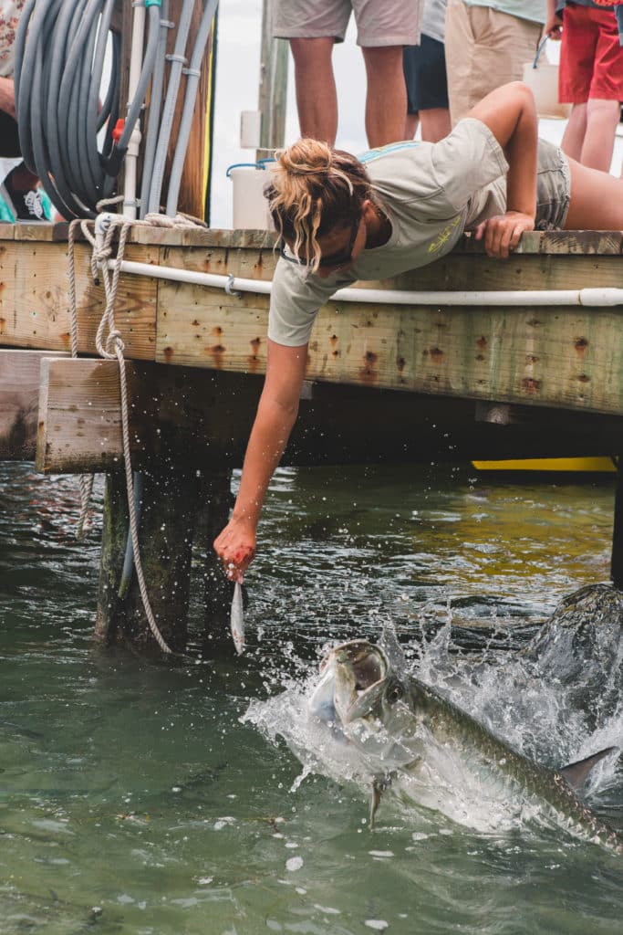 Feeding Tarpon at Robbie's - Robbie's of Islamorada