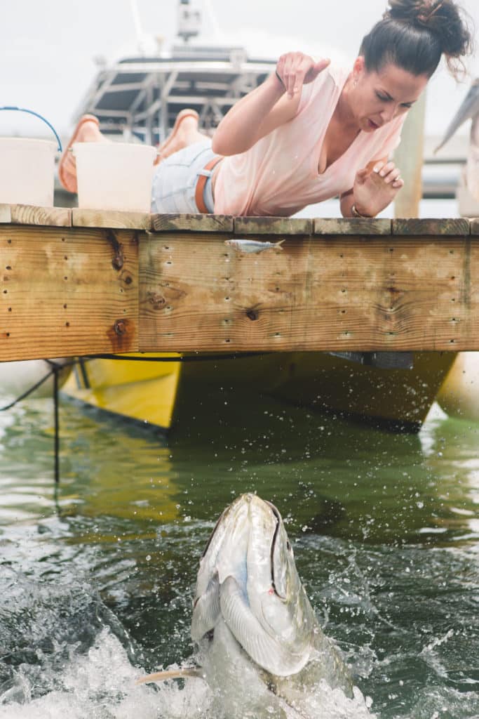 Feeding Tarpon at Robbie's - Robbie's of Islamorada