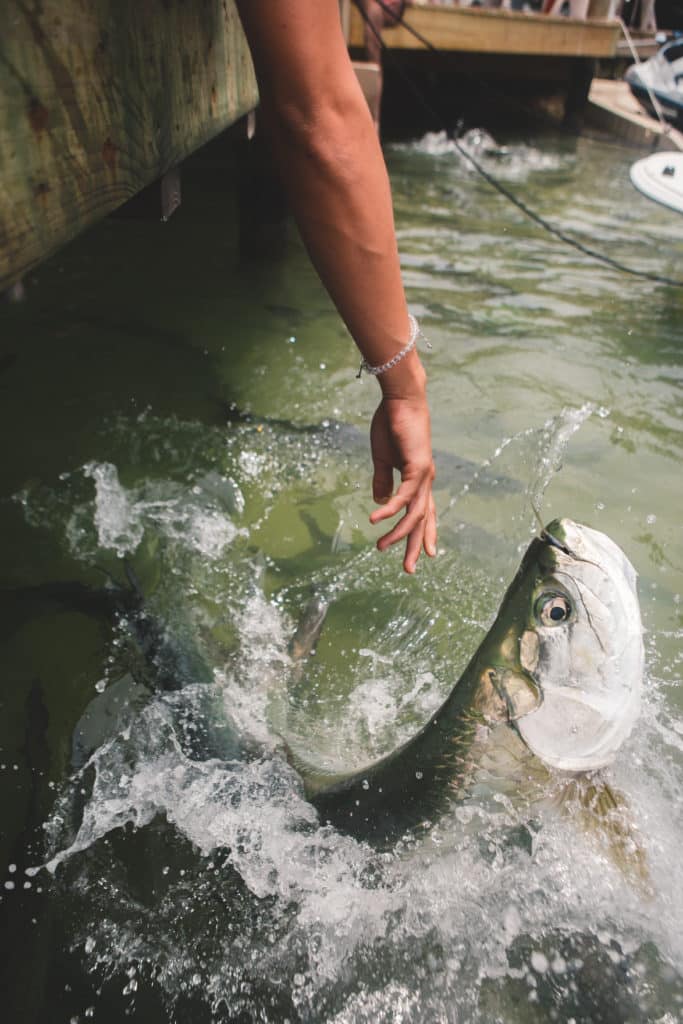 Feeding Tarpon at Robbie's - Robbie's of Islamorada