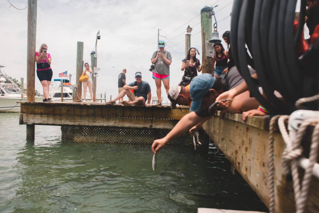 Feeding Tarpon at Robbie's - Robbie's of Islamorada