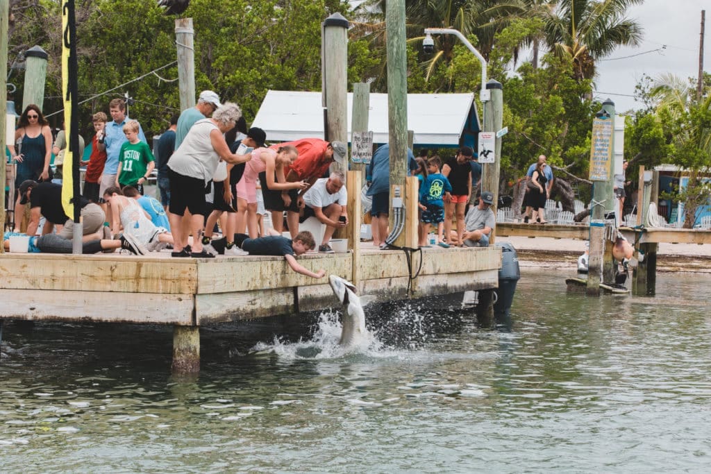 Feeding Tarpon at Robbie's - Robbie's of Islamorada