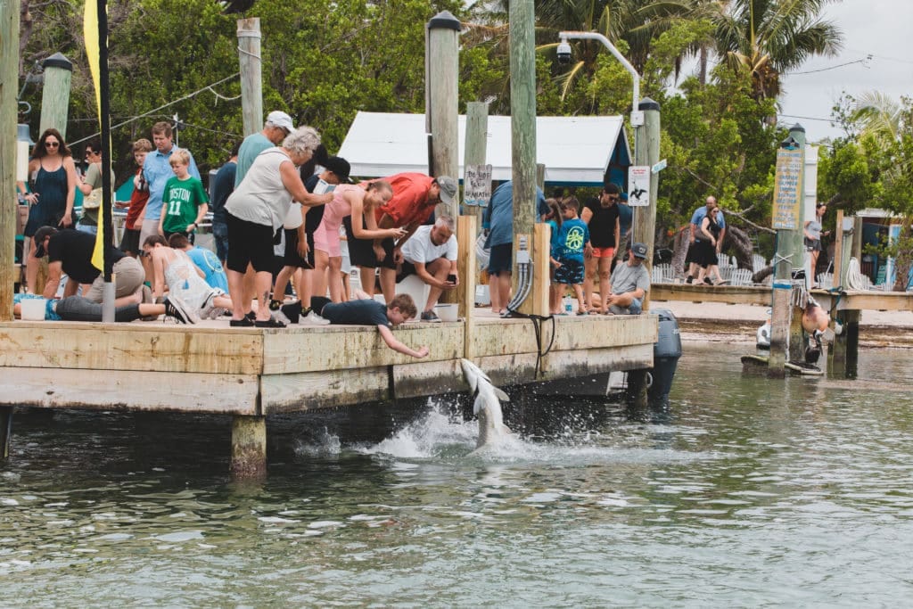Feeding Tarpon at Robbie's - Robbie's of Islamorada