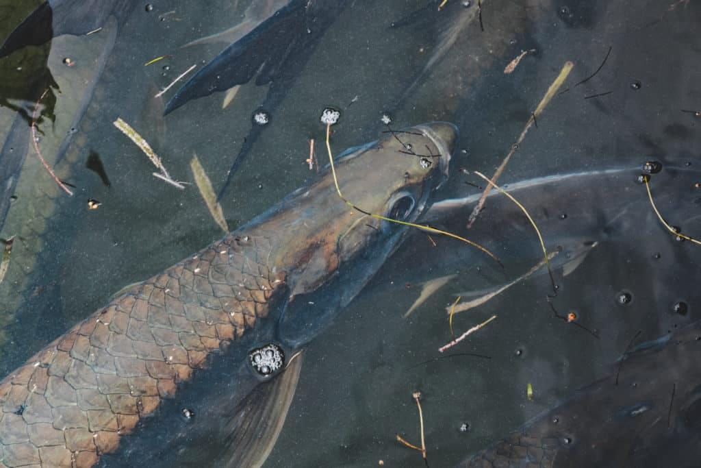 Feeding Tarpon at Robbie's - Robbie's of Islamorada