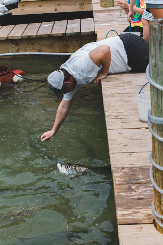 Feeding Tarpon at Robbie's - Robbie's of Islamorada