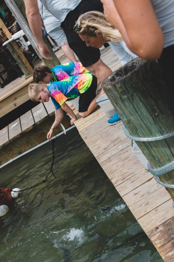 Feeding Tarpon at Robbie's - Robbie's of Islamorada