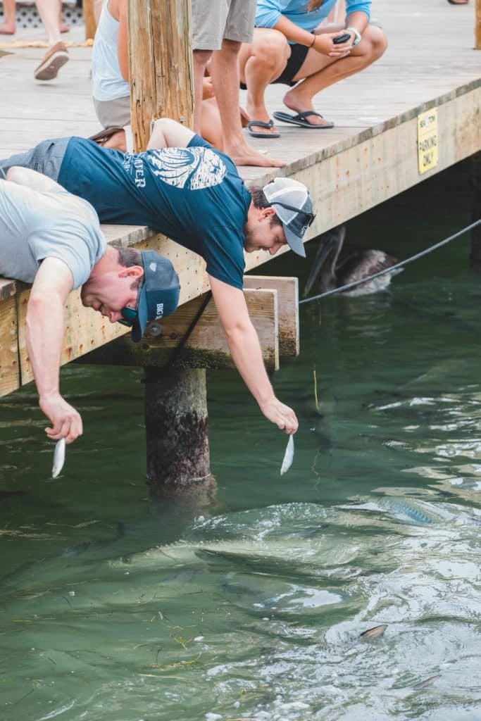 Feeding Tarpon at Robbie's - Robbie's of Islamorada