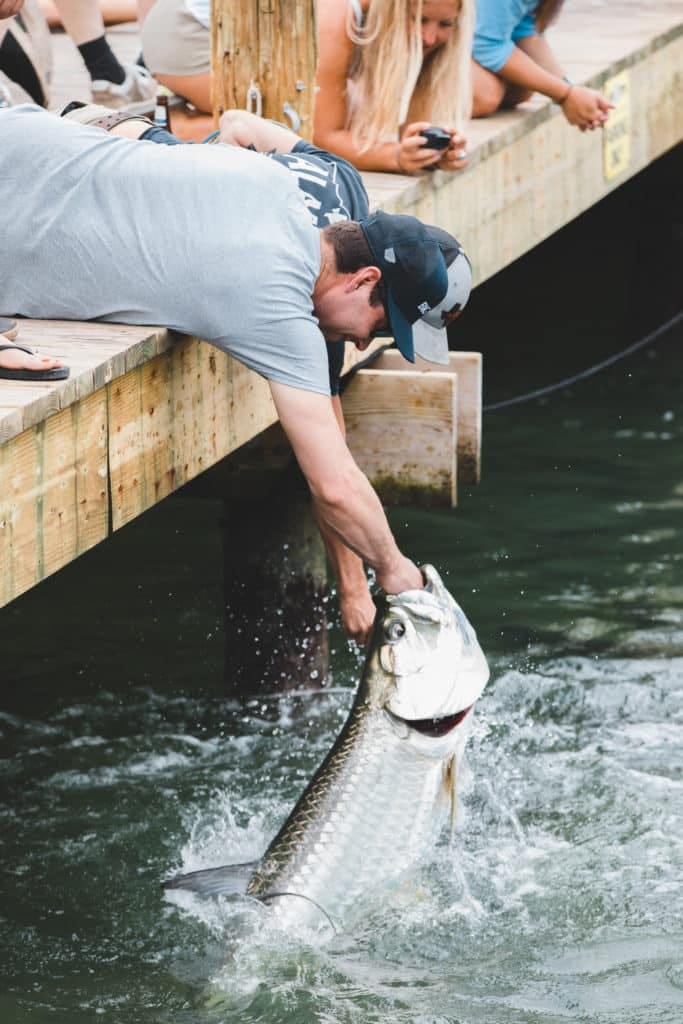 Feeding Tarpon at Robbie's - Robbie's of Islamorada