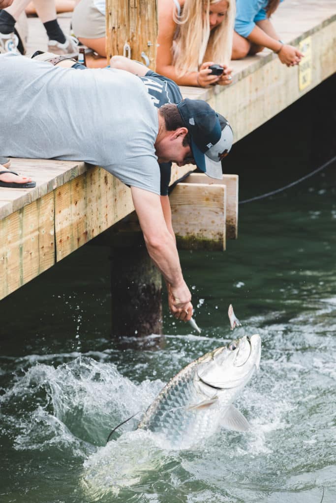 Feeding Tarpon at Robbie's - Robbie's of Islamorada