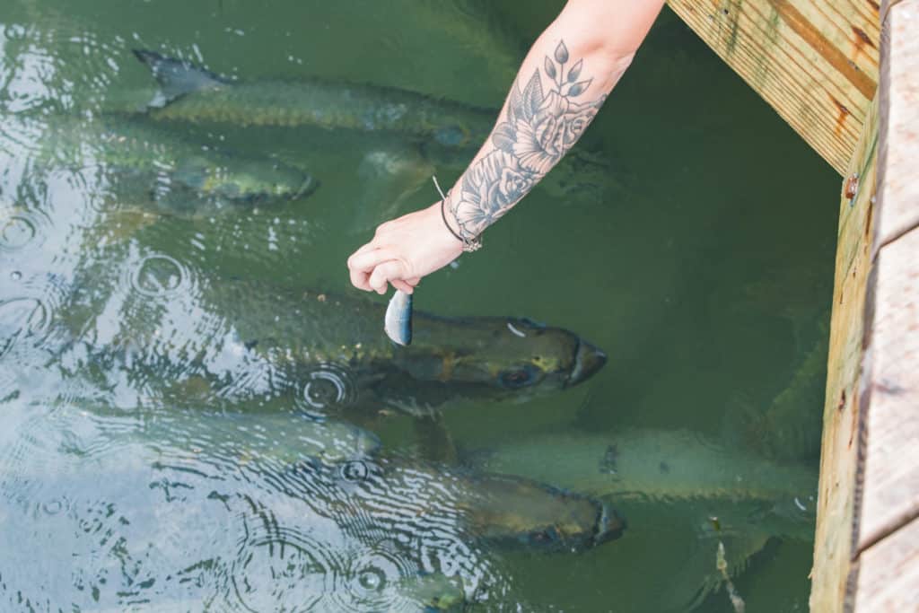 Feeding Tarpon at Robbie's - Robbie's of Islamorada