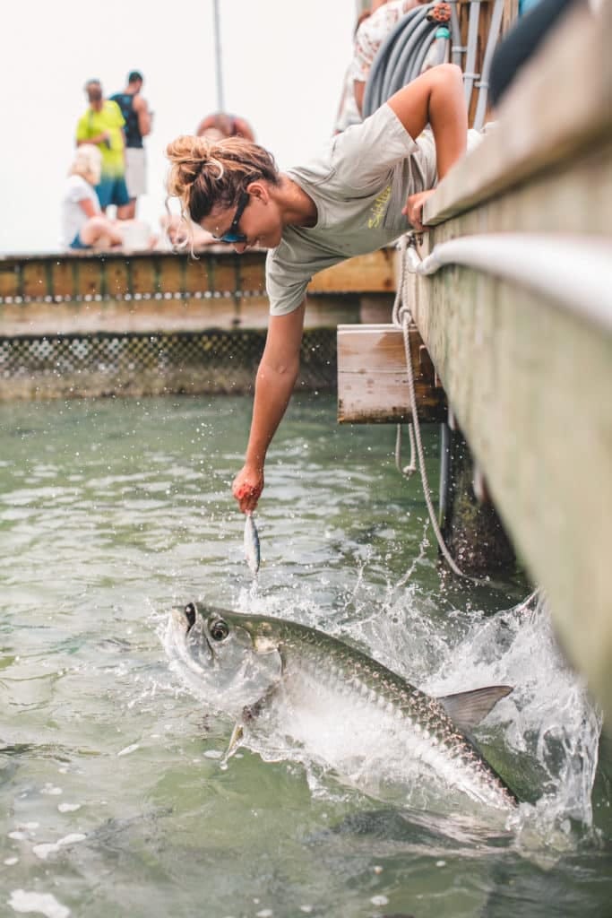 Feeding Tarpon at Robbie's - Robbie's of Islamorada