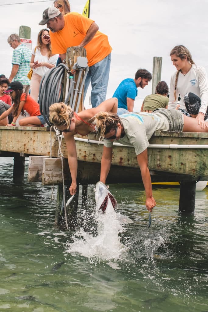 Feeding Tarpon at Robbie's - Robbie's of Islamorada