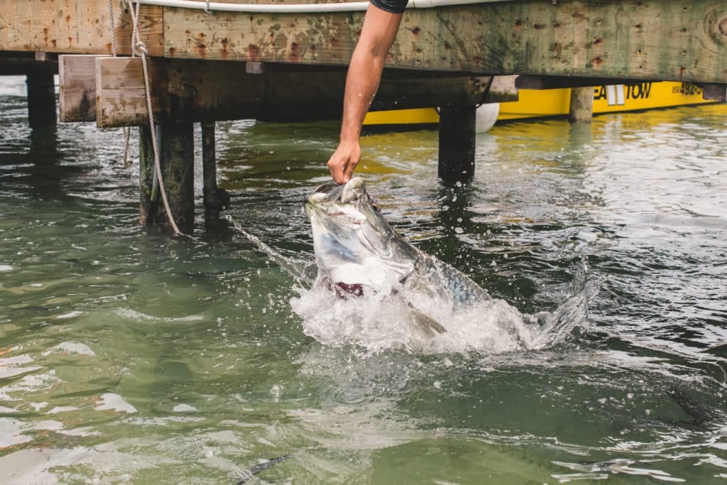 Feeding Tarpon at Robbie's - Robbie's of Islamorada