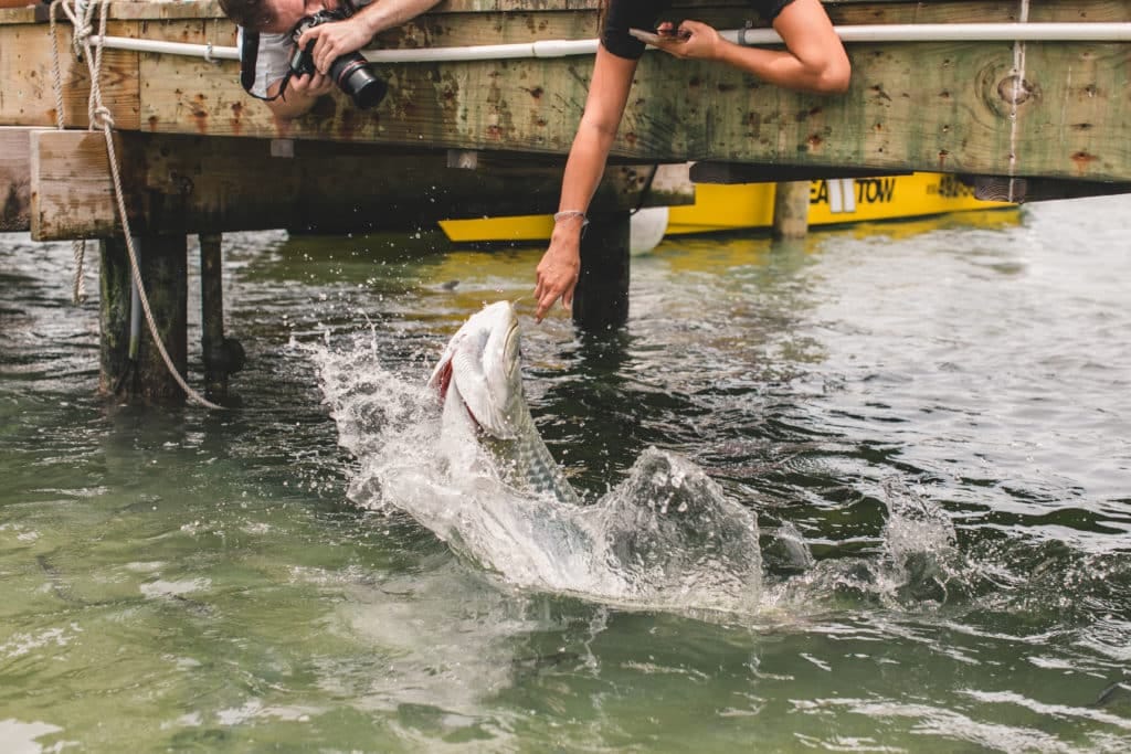 Feeding Tarpon at Robbie's - Robbie's of Islamorada