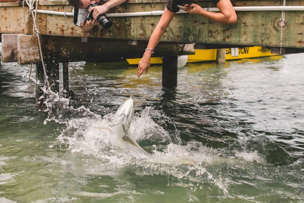Feeding Tarpon at Robbie's - Robbie's of Islamorada