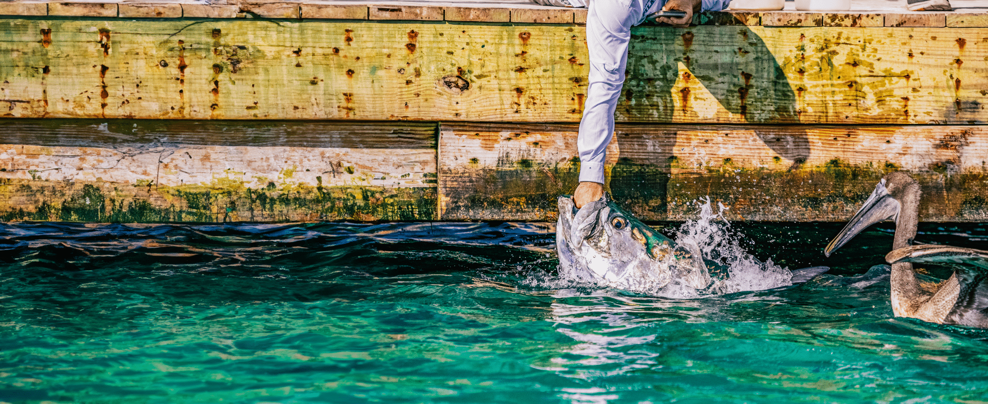 Best Tarpon Feeding in Islamorada - Robbie's of Islamorada